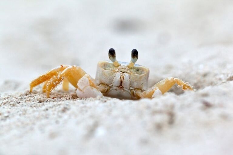 10 Most Fascinating Yellow Animals Found In Nature