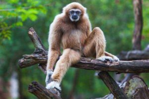 List Of Two-Legged Animals That Will Amaze You (12 Examples)