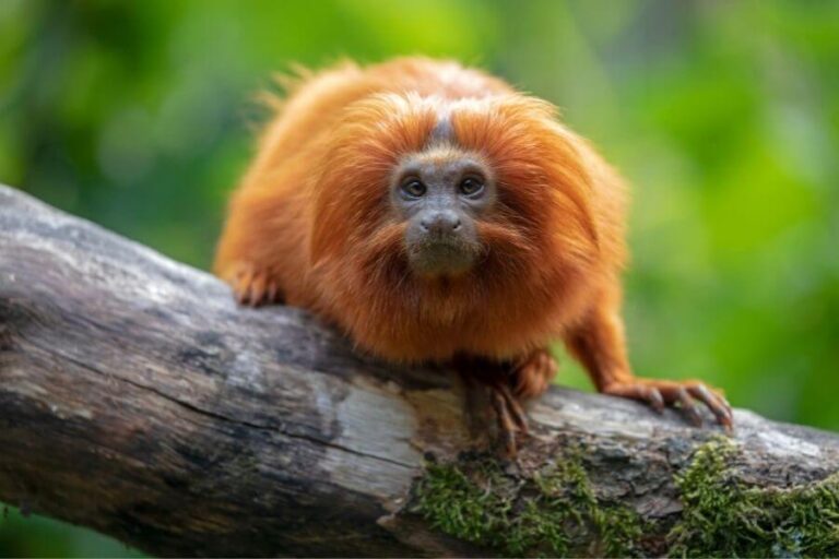 Top 10 Orange Animals You Won’t Believe Exist