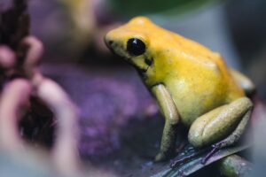 10 Most Fascinating Yellow Animals Found In Nature
