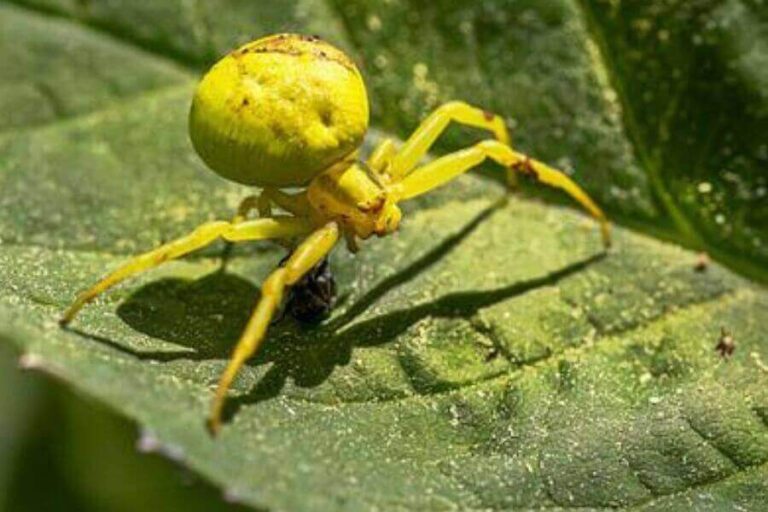 10 Most Fascinating Yellow Animals Found In Nature