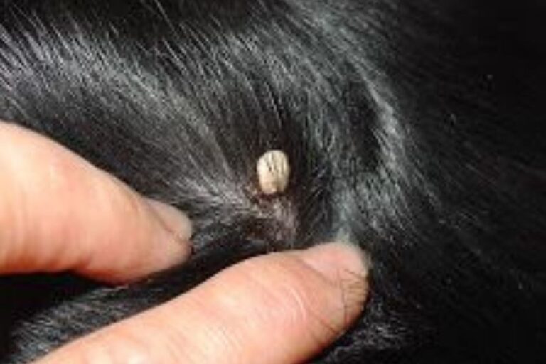 Embedded Tick On Dog: Appearance & How To Remove Them