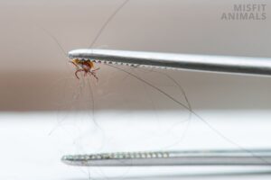 How Long Can A Tick Stay On A Dog? When Do They Fall Off?