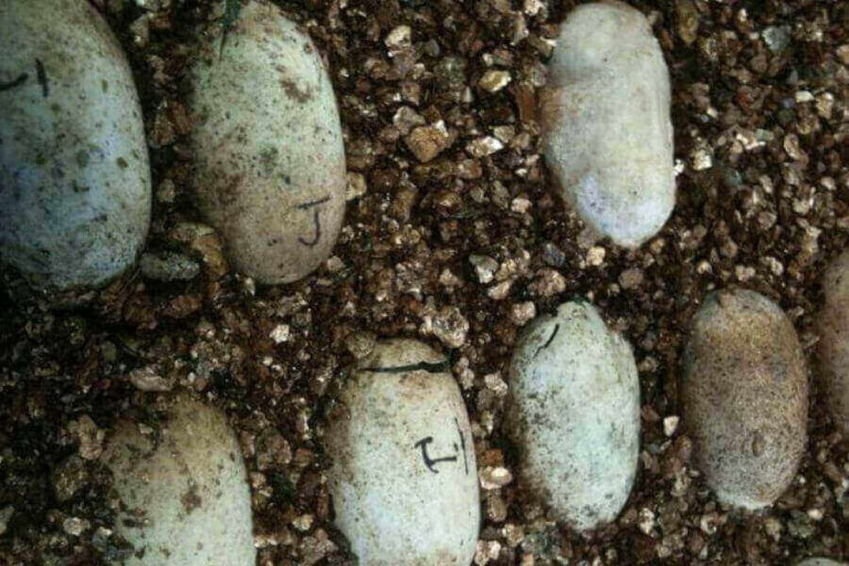 Red-Eared Slider Eggs: What They Look Like And More