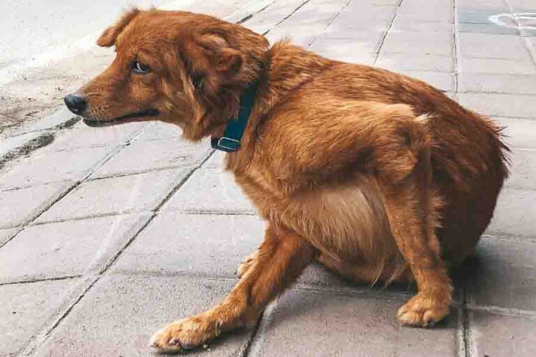 How Long Can A Tick Stay On A Dog? When Do They Fall Off?