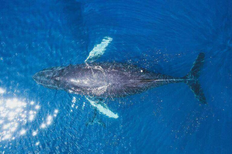 Hawaiian Animals: 23 Most Common Animals In Hawaii