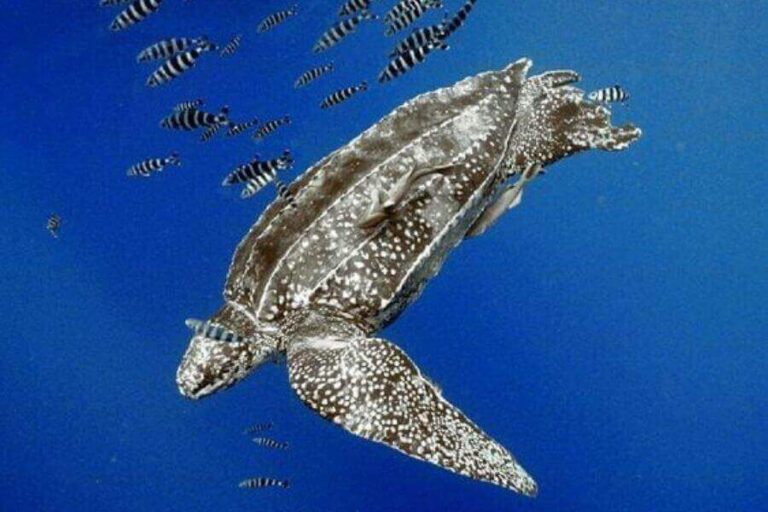 Sea Turtle Size: Comparison Of 7 Species (Weight & Length)