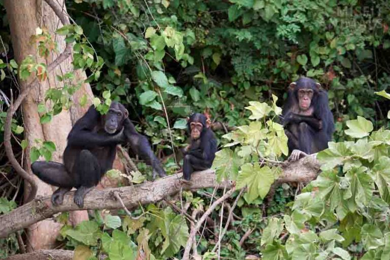 List Of Two-Legged Animals That Will Amaze You (12 Examples)