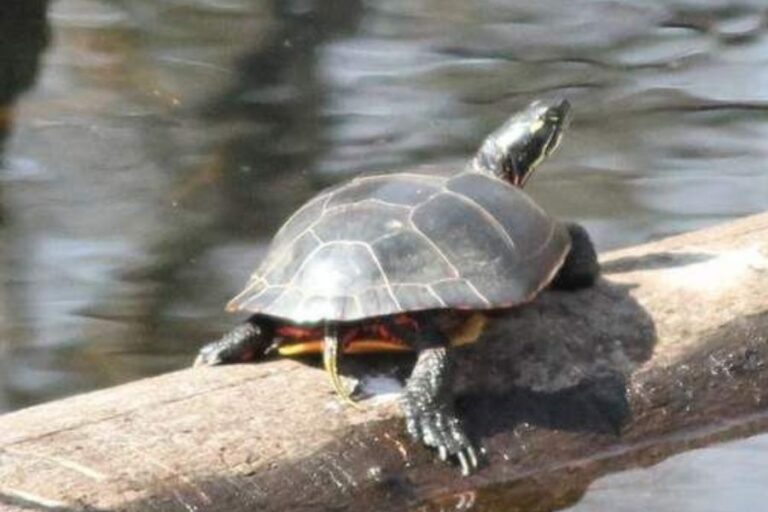 Midland Painted Turtle (C. P. Marginata) Species Information