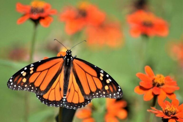 Animals With Scales: 17 Animals That Have Scales