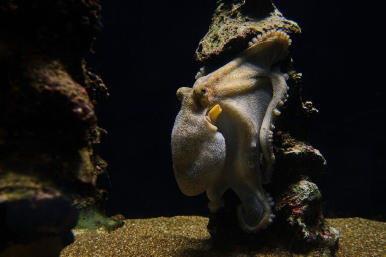 Octopus Predators (The Natural Enemies Of Octopuses)