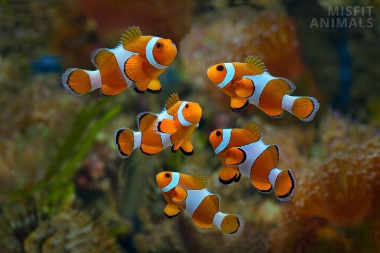 Top 10 Orange Animals You Won’t Believe Exist