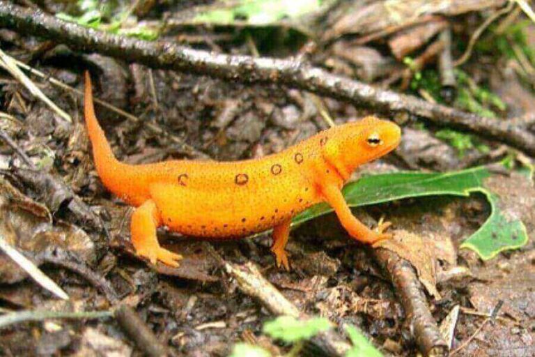 Top 10 Orange Animals You Won’t Believe Exist