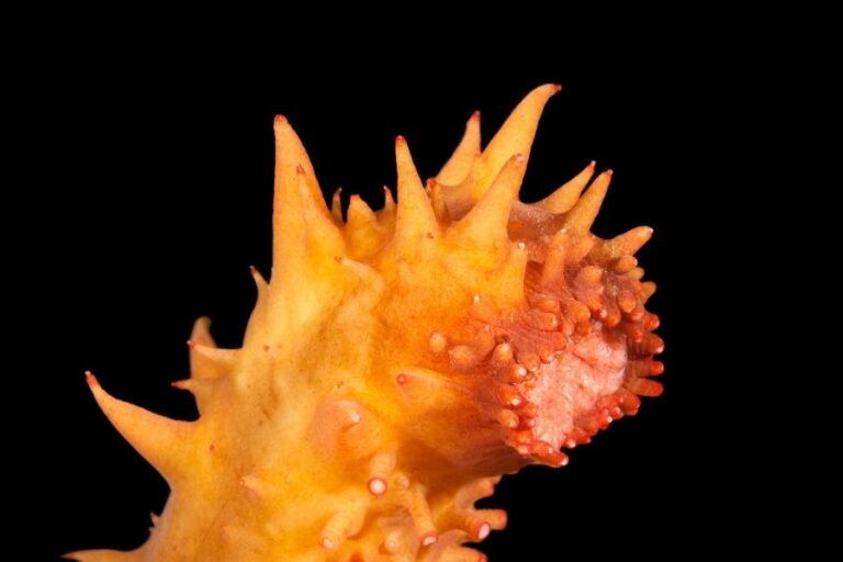 Top 10 Orange Animals You Won’t Believe Exist