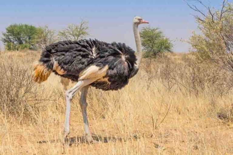 List Of Two-Legged Animals That Will Amaze You (12 Examples)