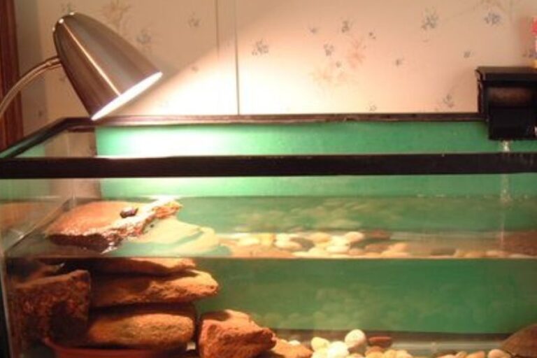 Painted Turtle Tank Setup: Size, Lighting, Temp & More