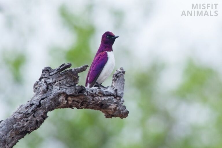 10 Rare Purple Animals In The Animal Kingdom