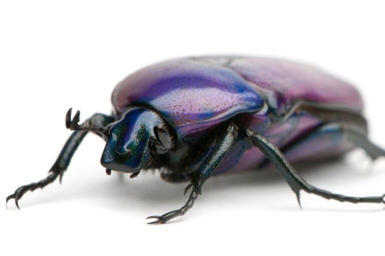 10 Rare Purple Animals In The Animal Kingdom