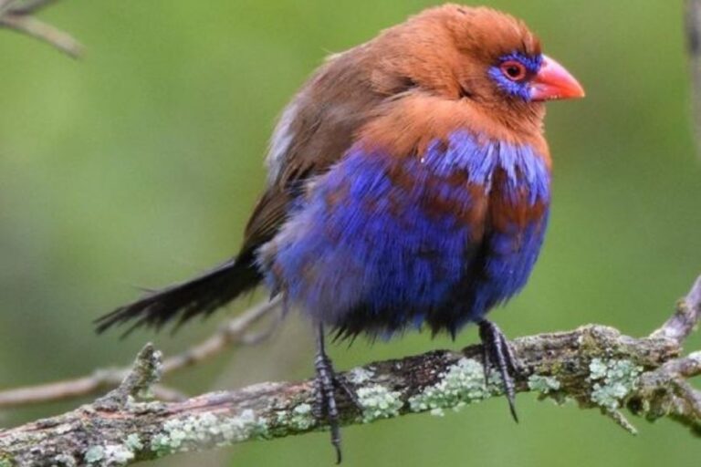 10 Rare Purple Animals In The Animal Kingdom