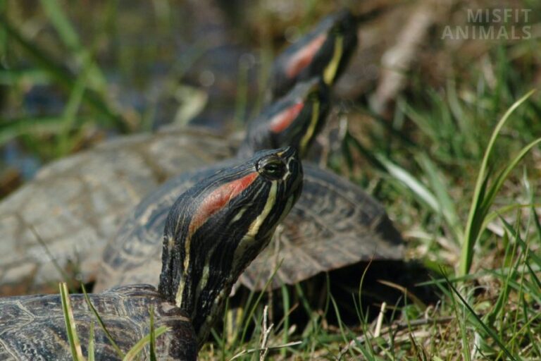 Red-Eared Slider Eggs: What They Look Like And More