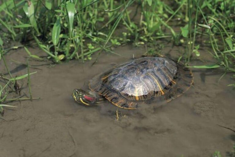 Red-Eared Slider Sleeping Habits: How Do They Sleep?