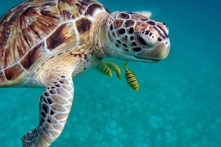 Sea Turtle Size: Comparison Of 7 Species (Weight & Length)