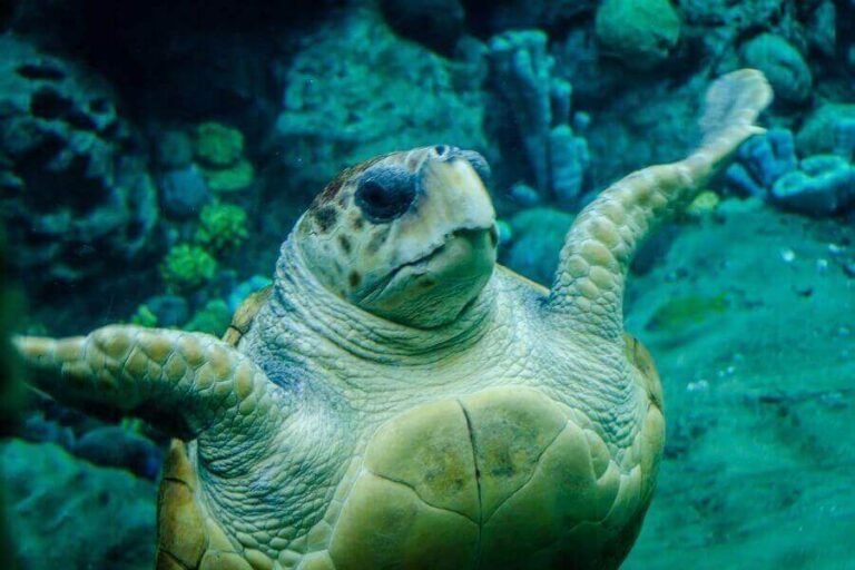 Sea Turtle Vs. Land Turtle: Tortoise, Turtle, Or Sea Turtle?