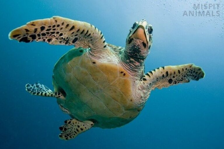 Can Sea Turtles Go In Their Shell? Predator Protection