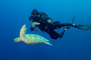 Sea Turtle Size: Comparison Of 7 Species (Weight & Length)