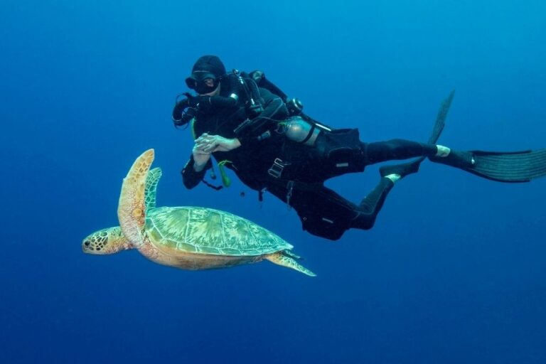 Sea Turtle Size: Comparison Of 7 Species (Weight & Length)