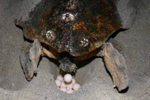 Sea Turtle Vs. Land Turtle: Tortoise, Turtle, Or Sea Turtle?