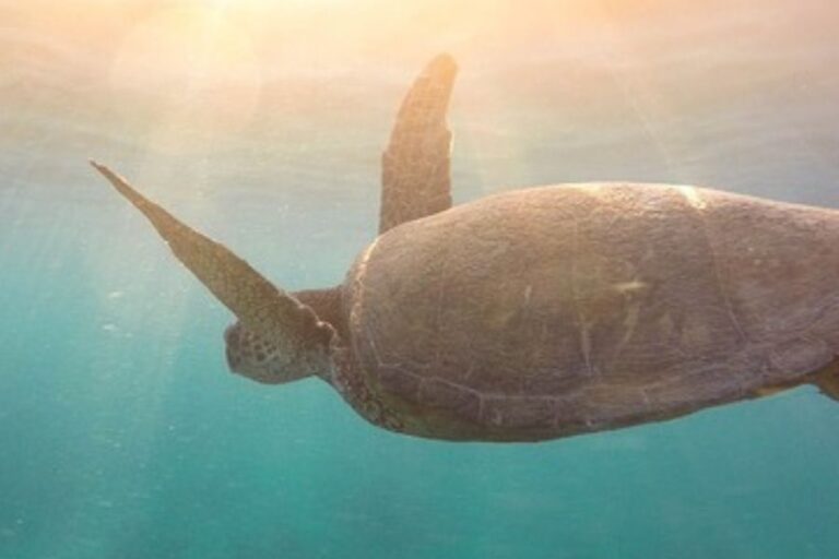 Can Sea Turtles Go In Their Shell? Predator Protection