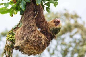 Animals That Sleep A Lot: 21 Sleepiest Animals In The World