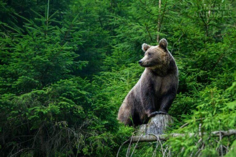 121 Temperate Forest Animals (List) | Misfit Animals