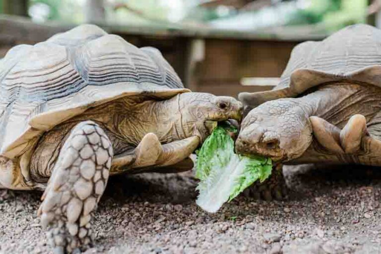 Sea Turtle Vs. Land Turtle: Tortoise, Turtle, Or Sea Turtle?