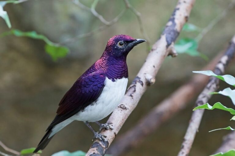 10 Rare Purple Animals In The Animal Kingdom
