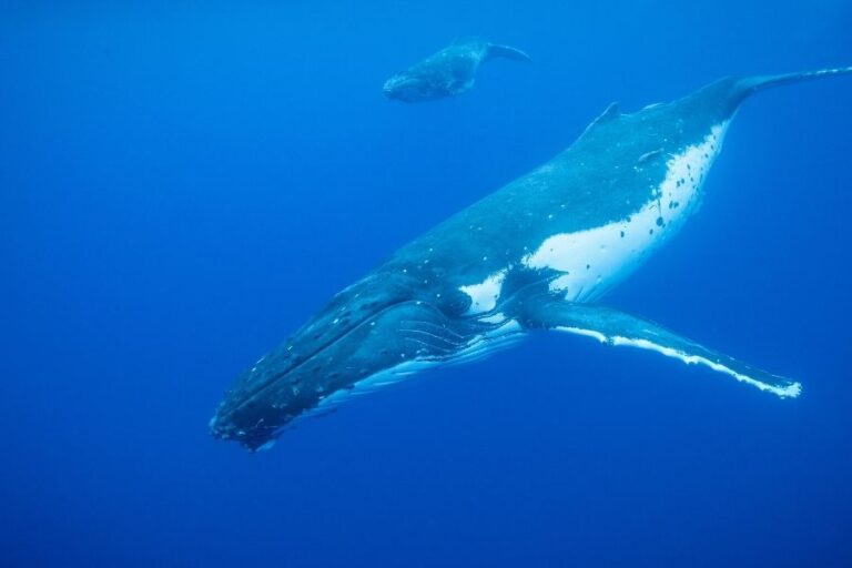 What Animals Live In Saltwater? (10 Saltwater Animals)