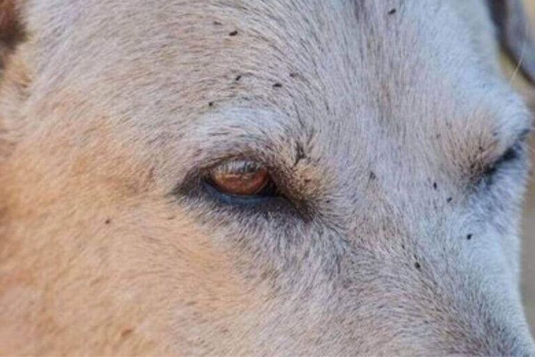 How To Tell If Your Dog Has Fleas: What To Look For
