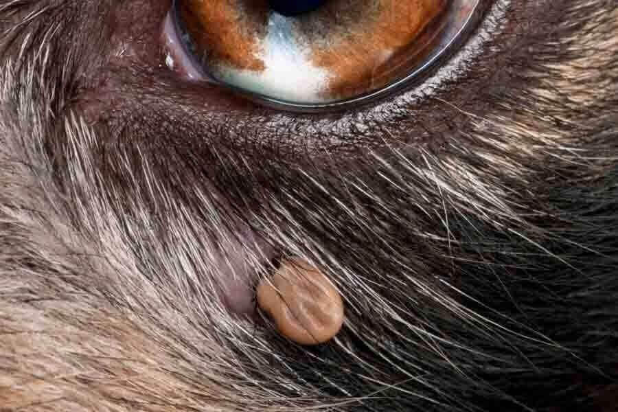Embedded Tick On Dog Appearance How To Remove Them