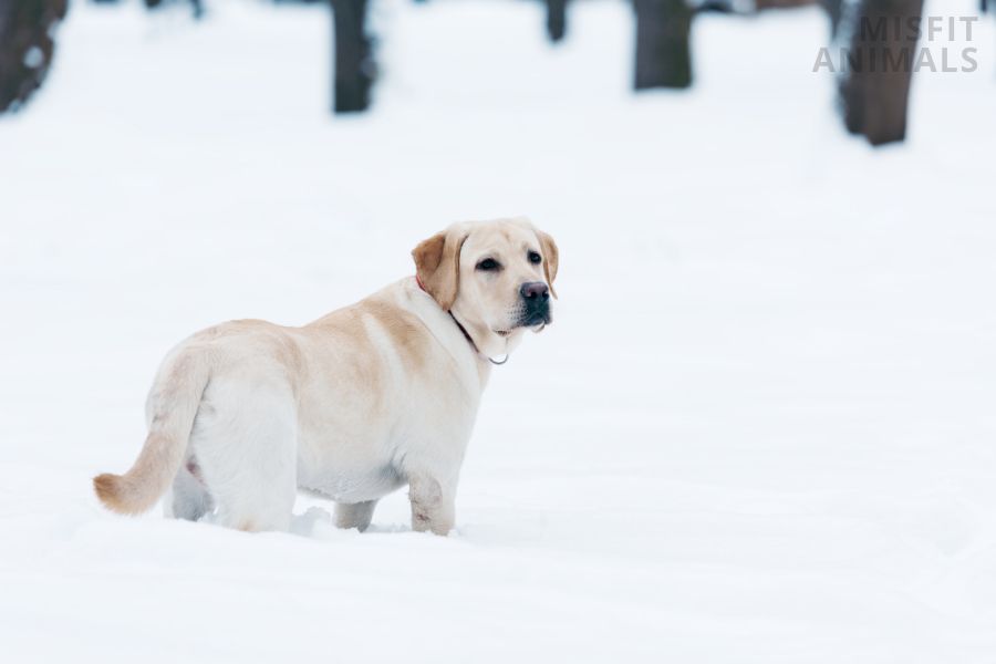 Why Is My Dog Limping In The Snow? 5 Cold Reasons