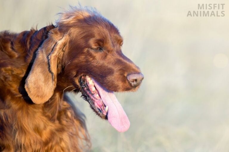 Why Is My Dog Panting And Drooling? 5 Causes & Signs