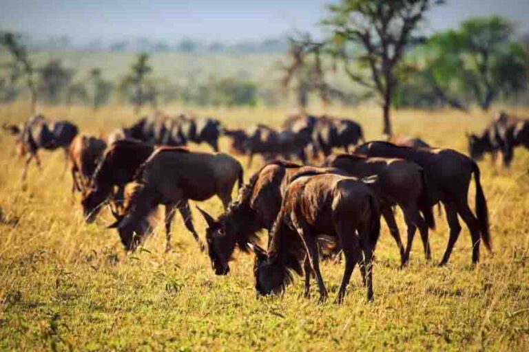 Animals That Migrate: List Of 13 Migratory Animals