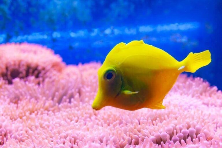 10 Most Fascinating Yellow Animals Found In Nature