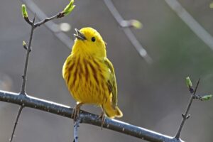 10 Most Fascinating Yellow Animals Found In Nature