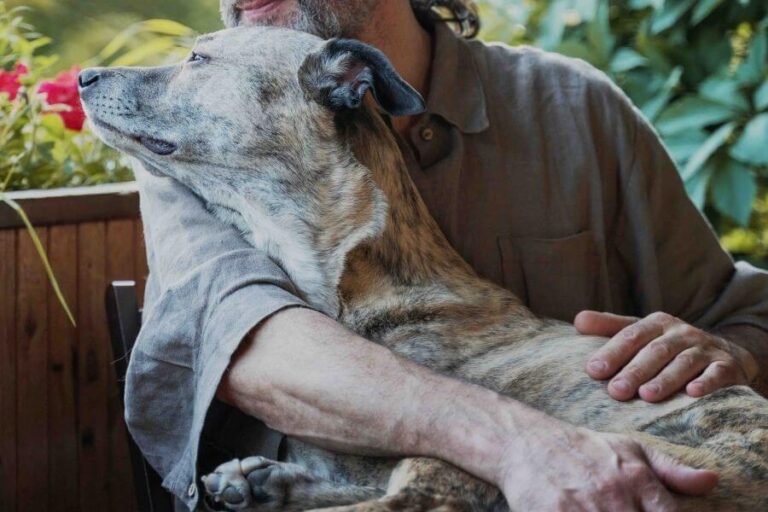 Dog Shaking And Clingy: 5 Reasons & What To Do