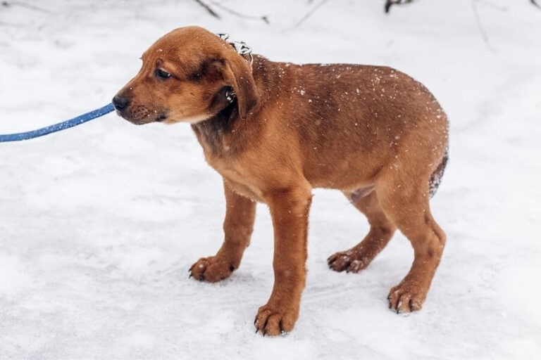 6 Reasons Why Your New Puppy Is Shaking & How To Stop It