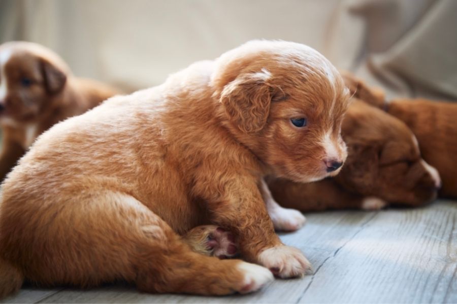6 Reasons Why Your New Puppy Is Shaking How To Stop It