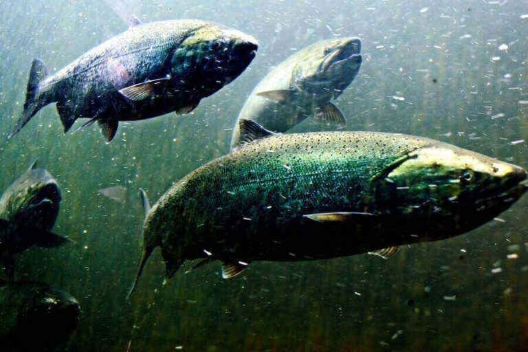 Animals That Migrate: List Of 13 Migratory Animals