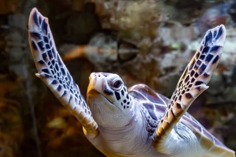 How Long Can Sea Turtles Hold Their Breath?