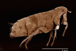 Top 10 Animals That Jump & Hop (With Images & Facts)